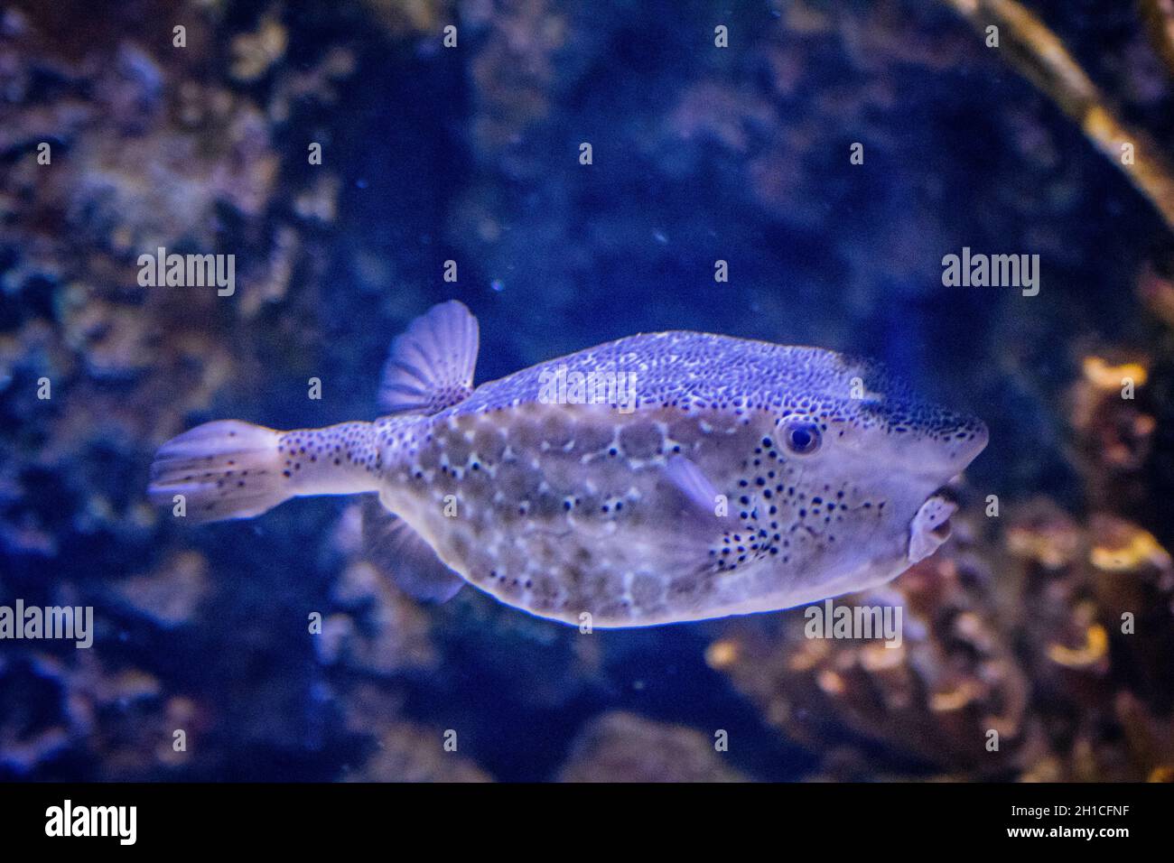 Tropical fish swimming in an aquarium Stock Photo - Alamy