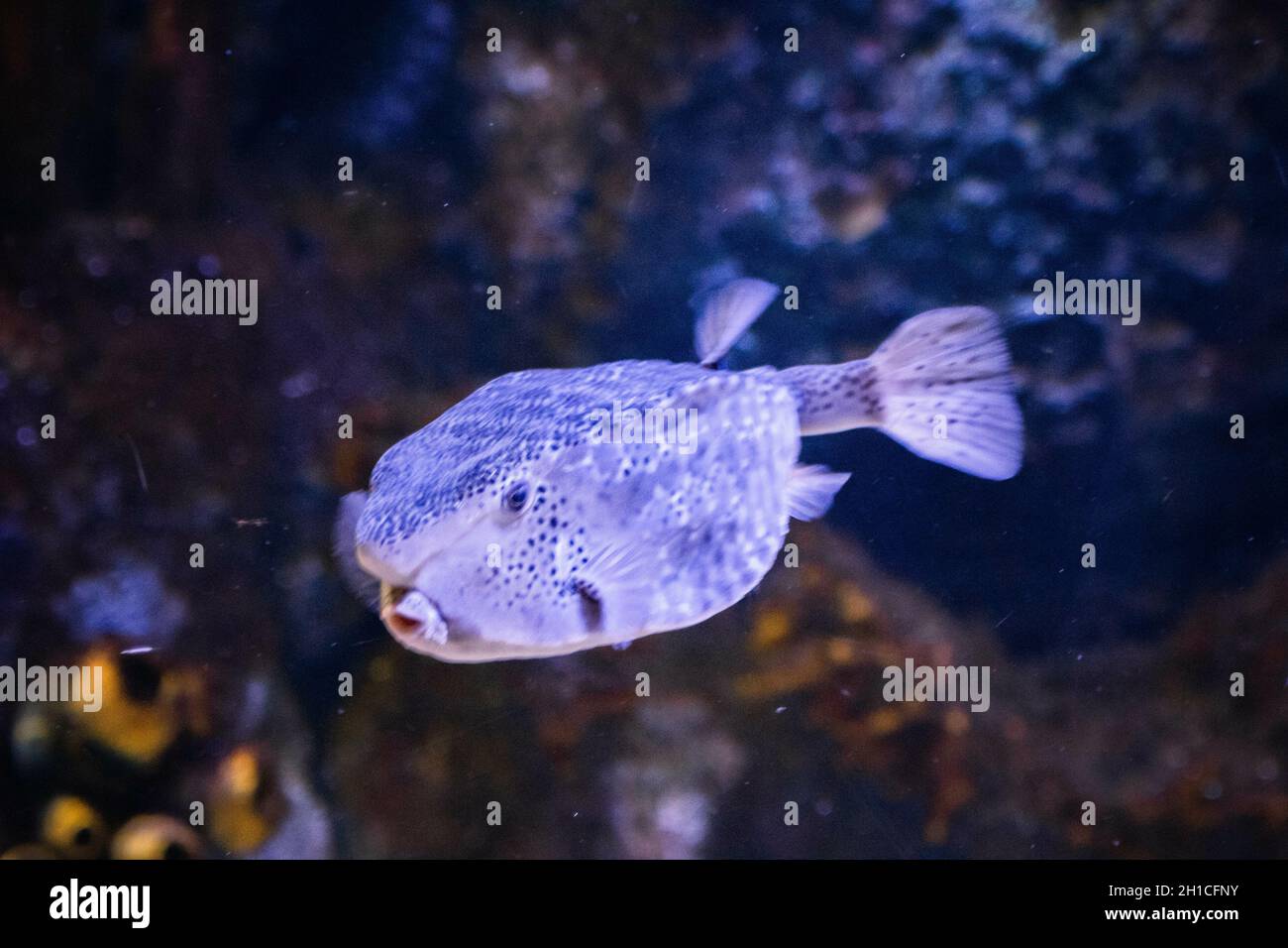 Tropical fish swimming in an aquarium Stock Photo - Alamy
