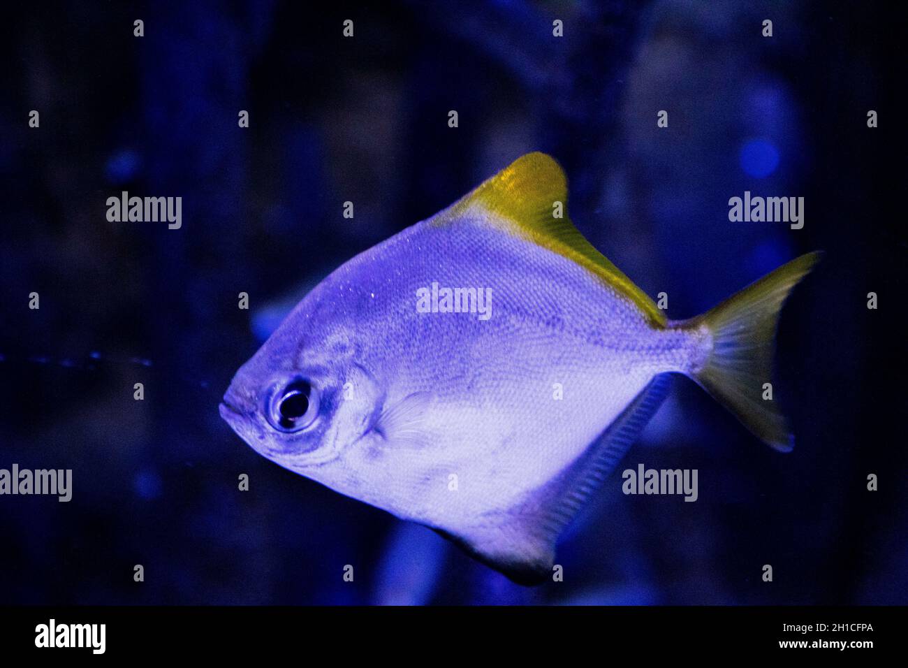 Tropical fish swimming in an aquarium Stock Photo - Alamy