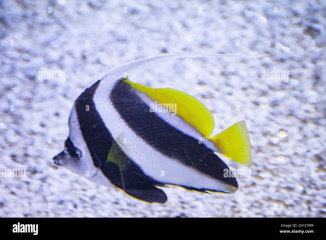 Pennant coralfish (Heniochus acuminatus) swimming underwater Stock ...