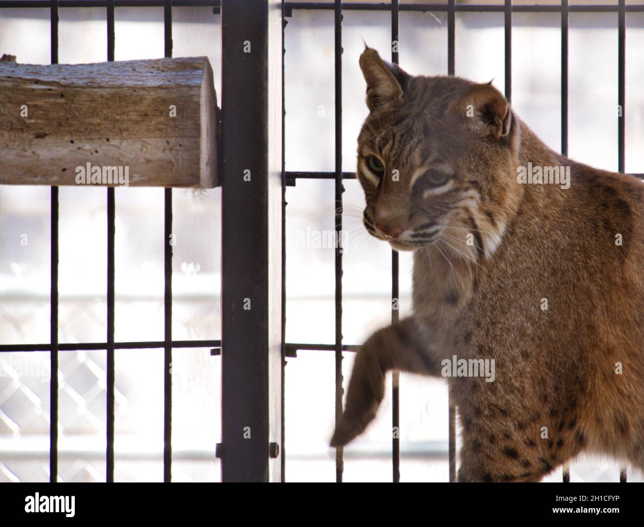 Furry spotted brown common lynx in the cage in the David Traylor Zoo of ...