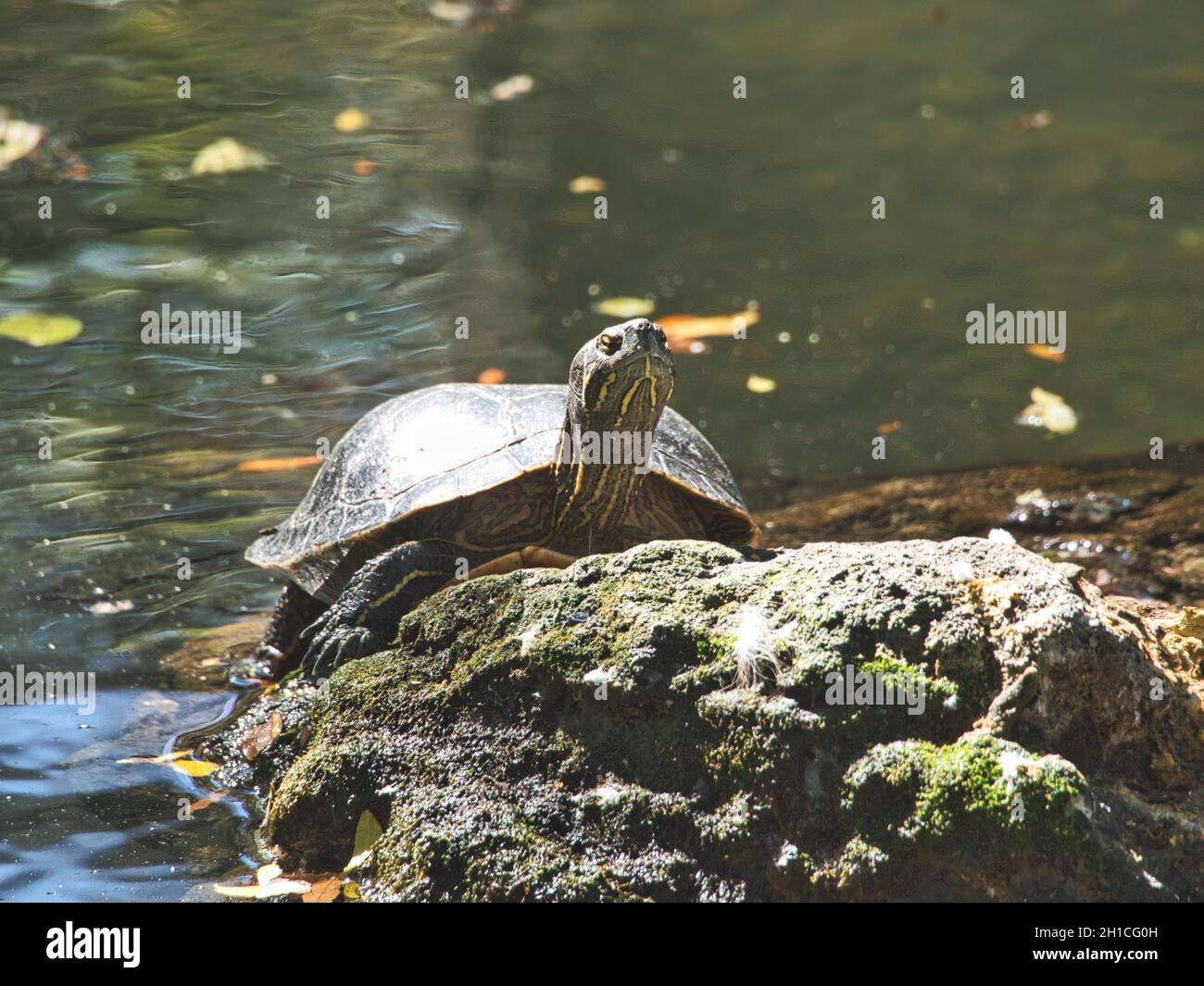 Turtle on the rock in the pond in the David Traylor Zoo of Emporia ...
