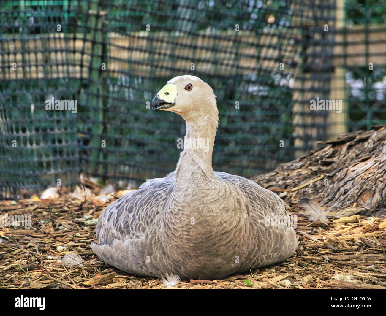 Gray goose sitting on the ground in the David Traylor Zoo of Emporia in ...