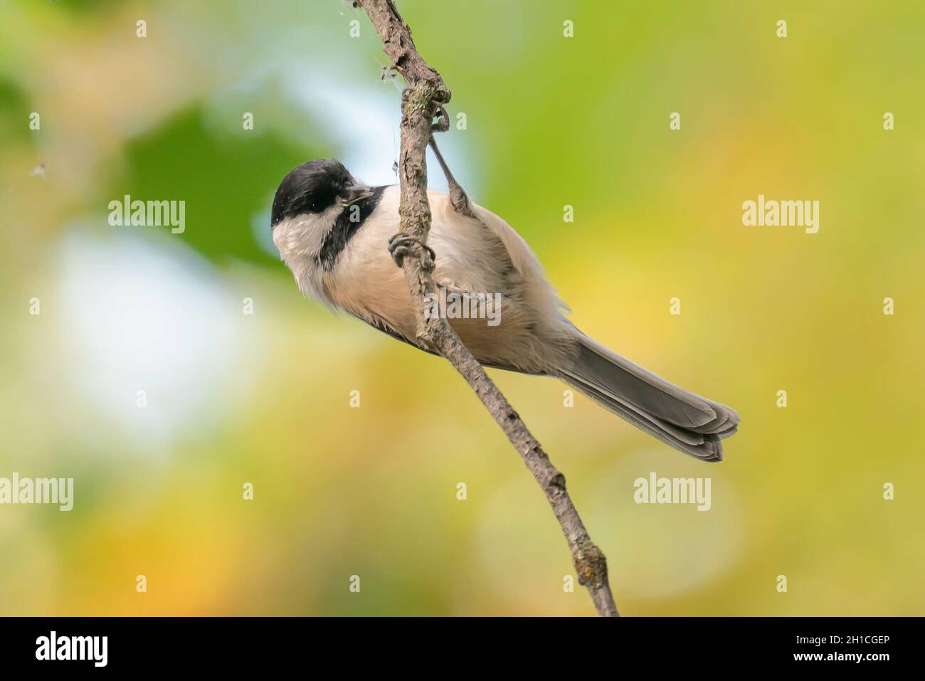 Black capped canary hi-res stock photography and images - Alamy