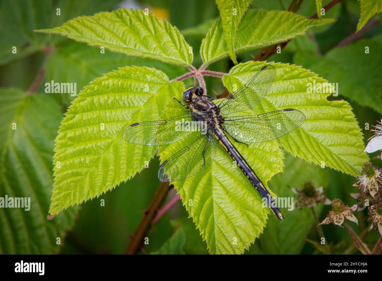 I photographed this dragonfly resting on a plant leaf while exploring a ...