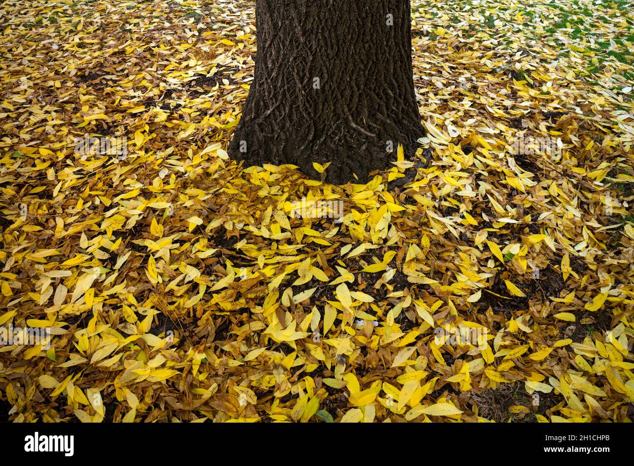 Trees fallen in gardens hi-res stock photography and images - Alamy