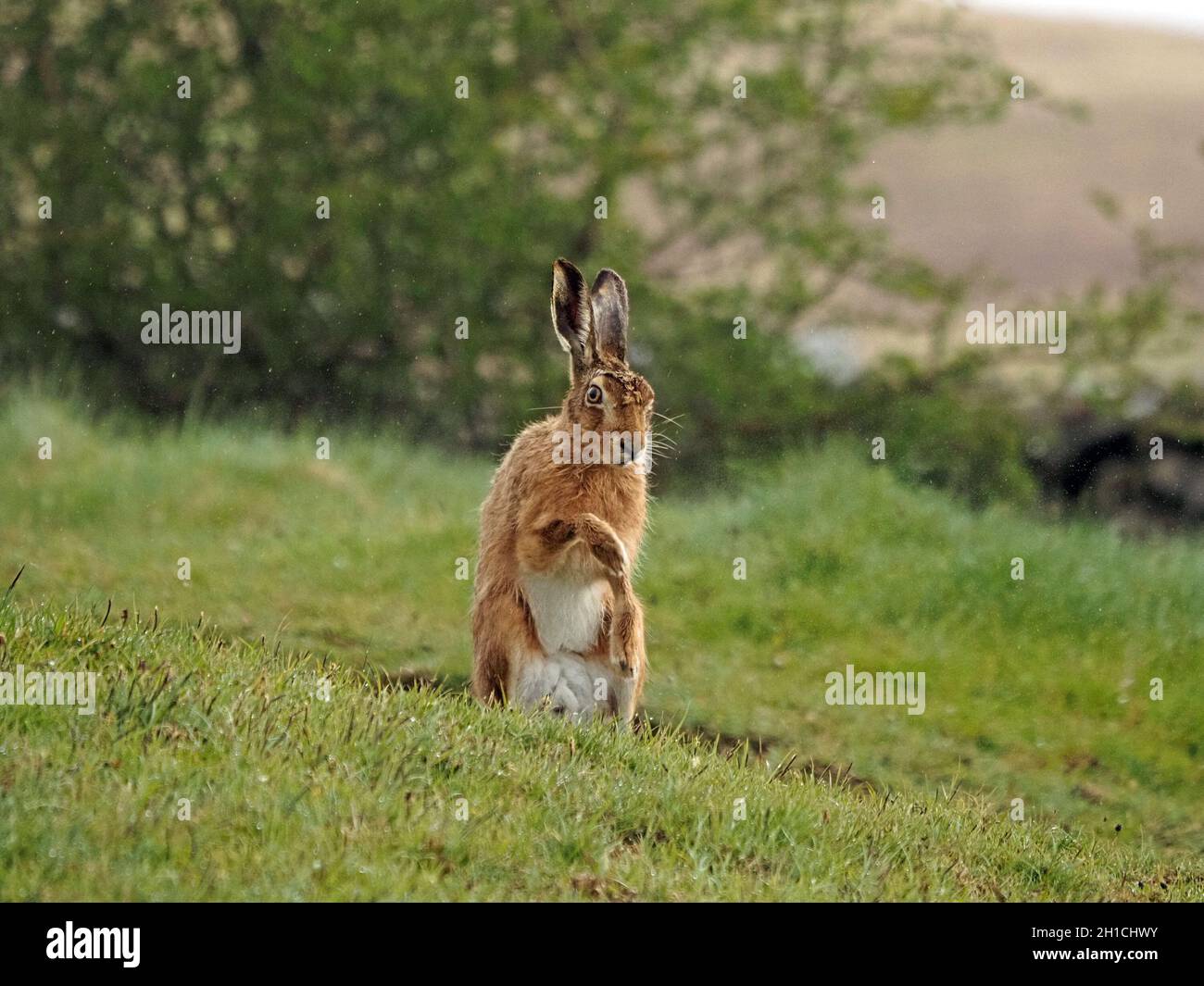 photogenic Brown Hare (Lepus europaeus) with long ears sitting upright ...