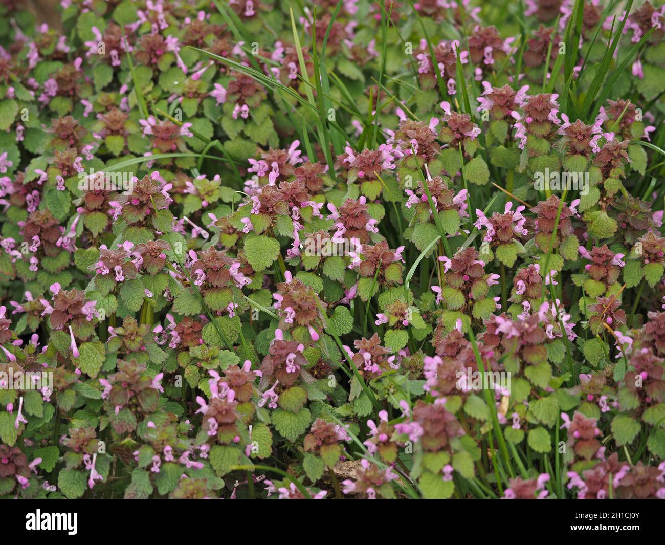 dense patch of Purple deadnettle( Lamium purpureum) with pink tubular ...