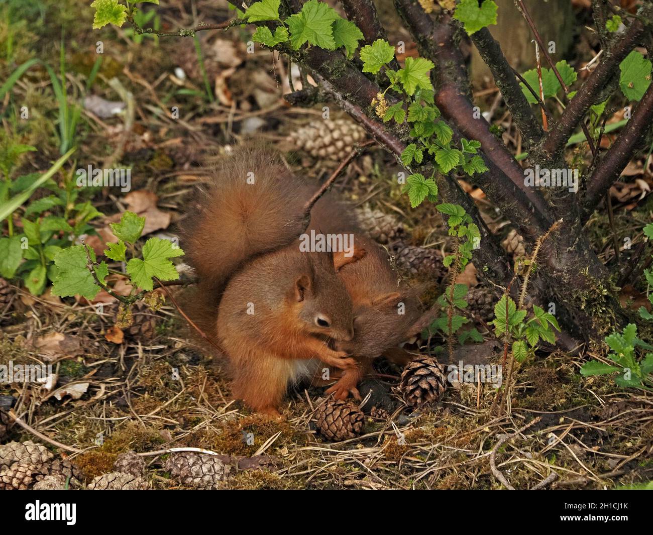 Tail kits hi-res stock photography and images - Alamy