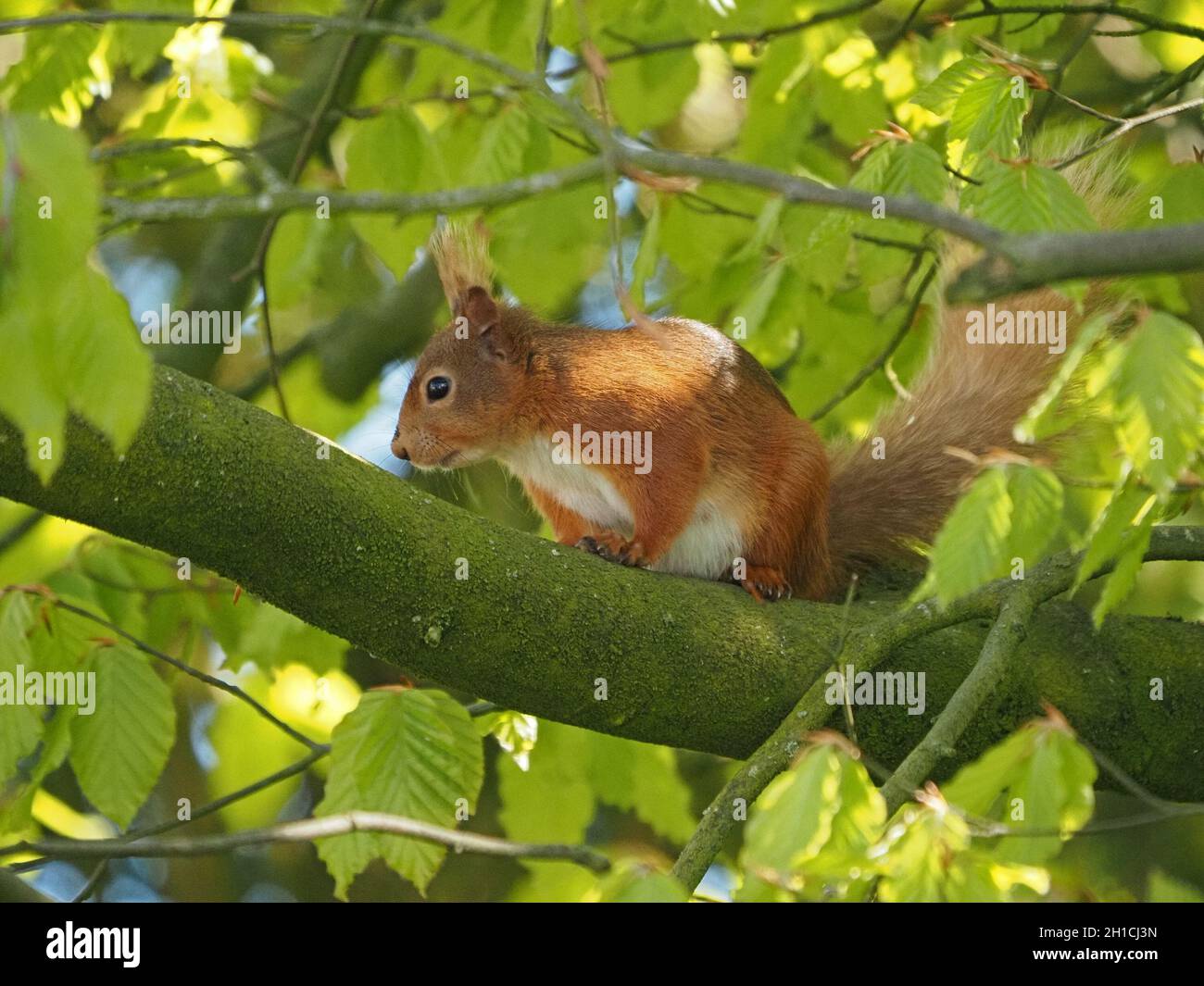 Eurasian red squirrel (Sciurus vulgaris) surrounded by contrasting ...
