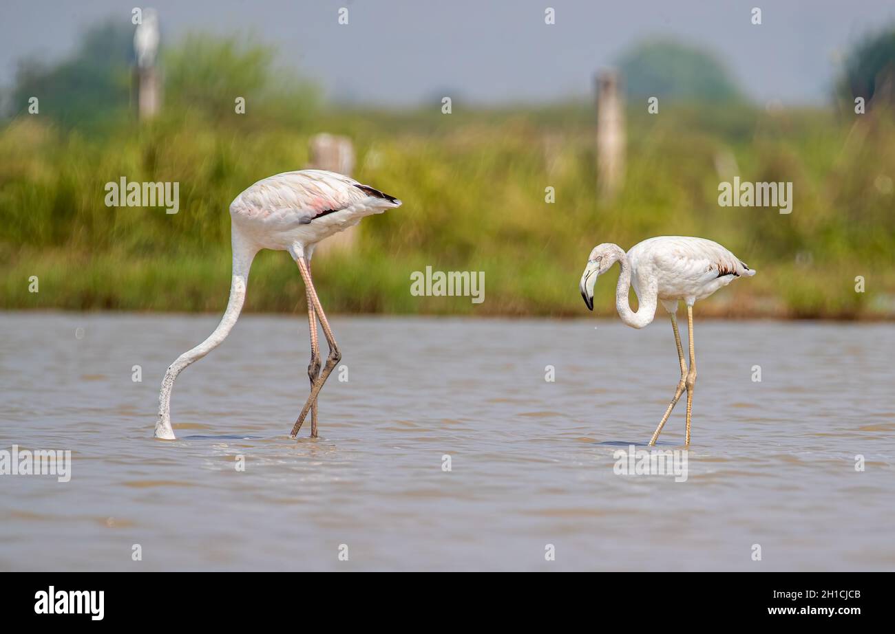Flamingo juvenile with its parents having food in lake Stock Photo - Alamy