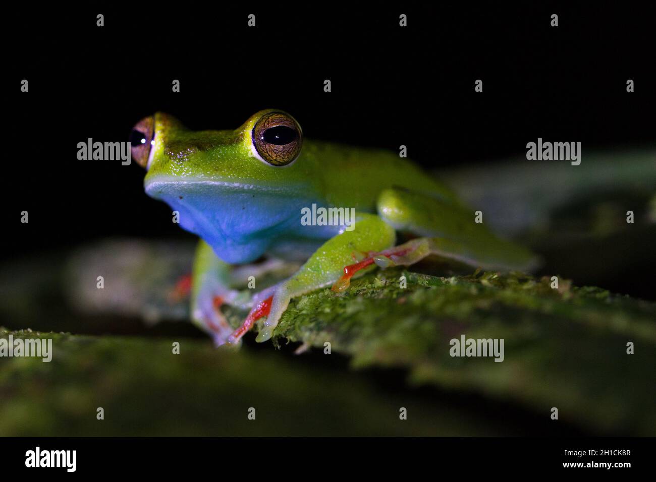 Canal zone tree frog hi-res stock photography and images - Alamy