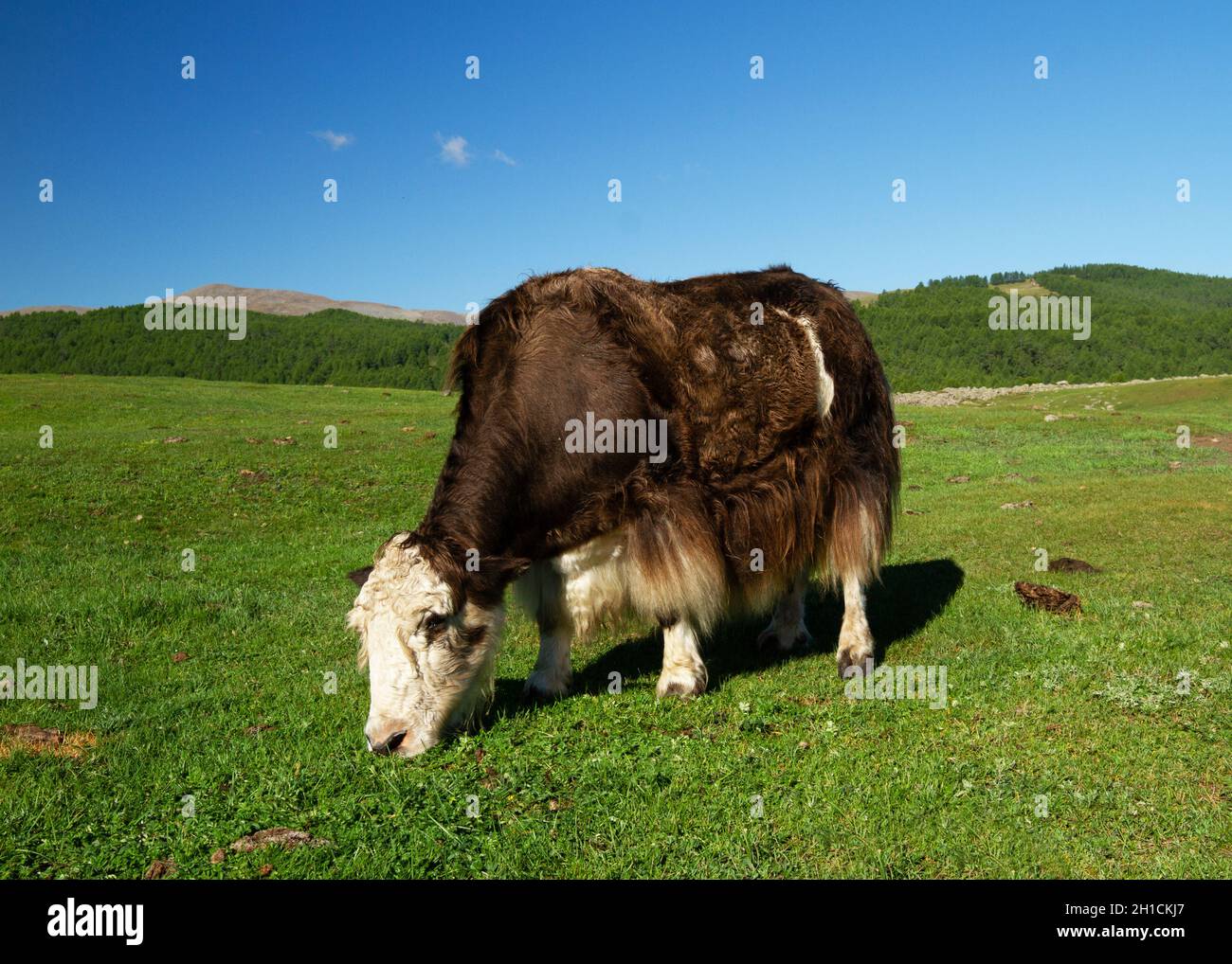 A yak feeding on grass in Mongolia Stock Photo - Alamy