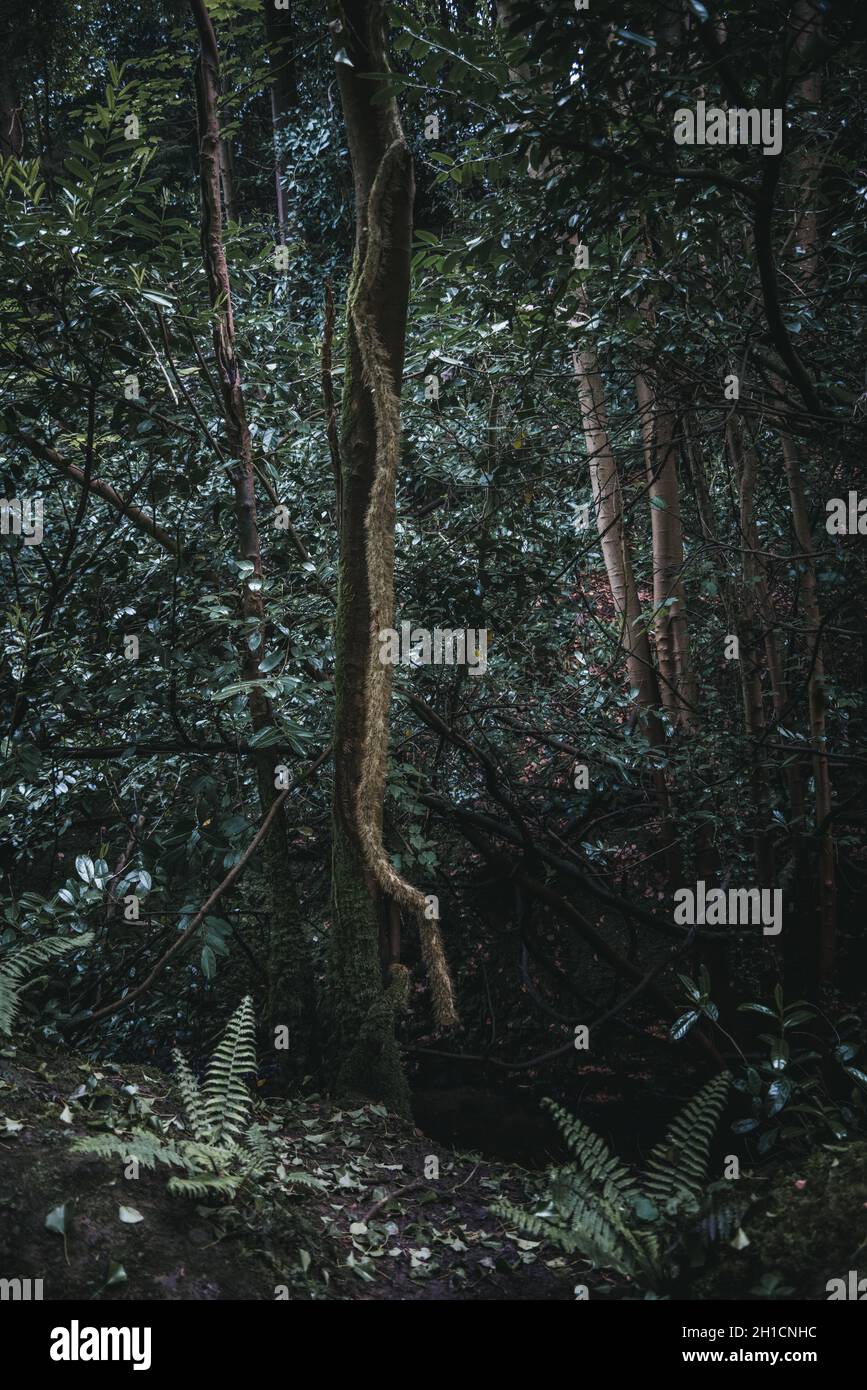Dark forest with green trees in Ireland Stock Photo - Alamy