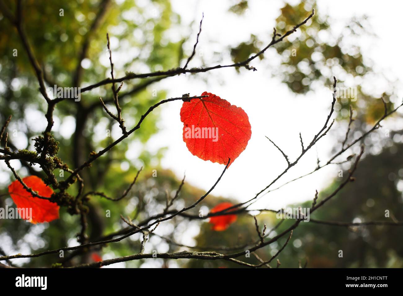 Cologne germany botanical garden hi-res stock photography and images ...