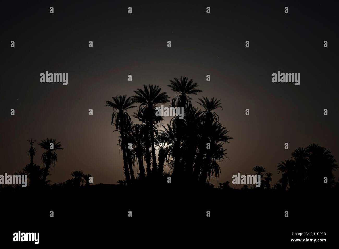 Full moon with palm trees in backlight in the Sahara, Morocco, Africa ...
