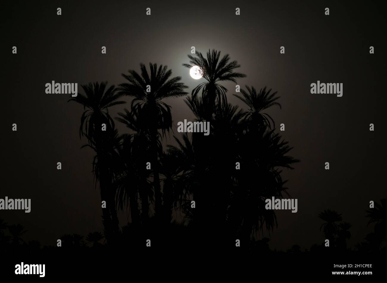 Full moon with palm trees in backlight in the Sahara, Morocco, Africa ...