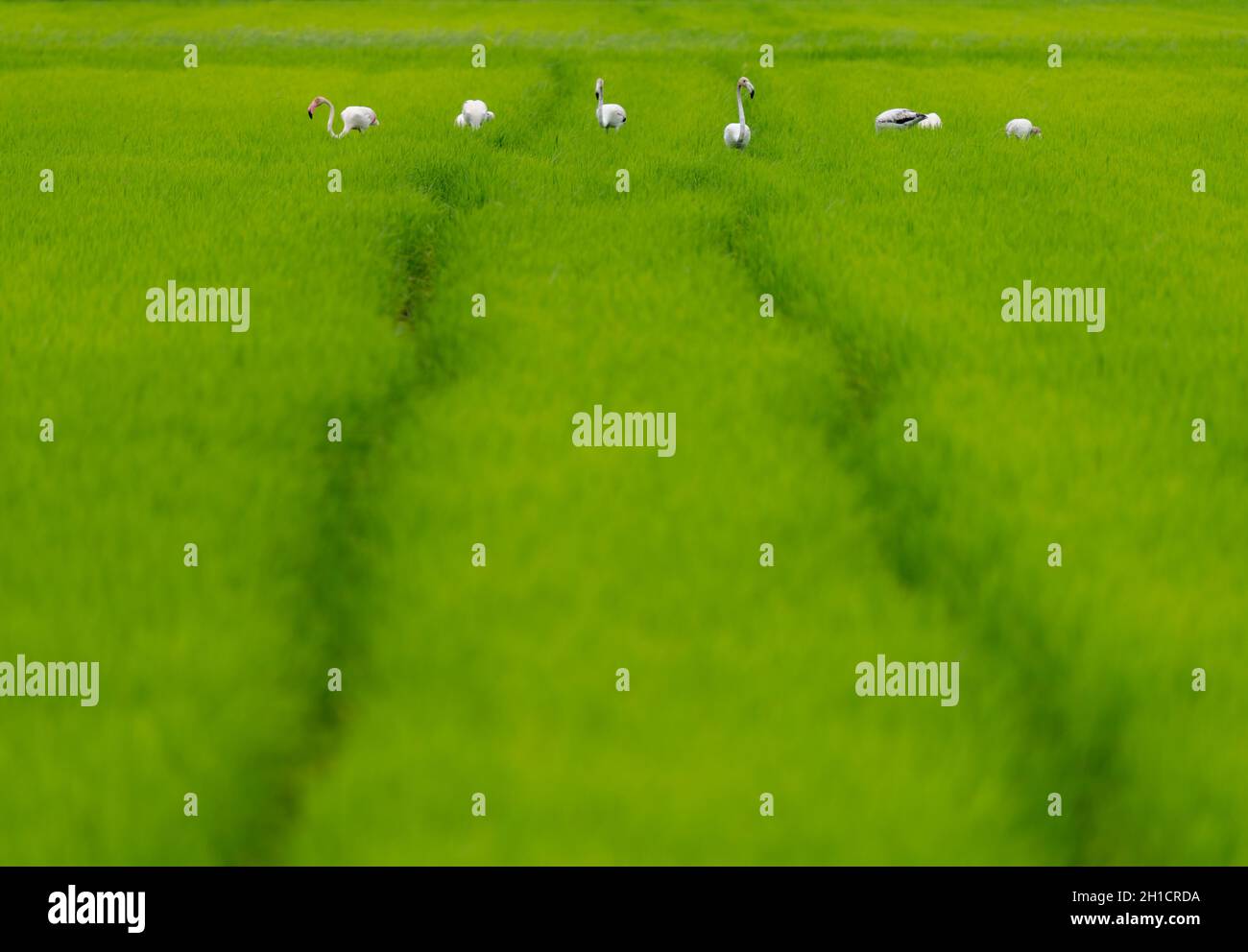Rice field, wheel marks to the distance and flamingo group Stock Photo ...