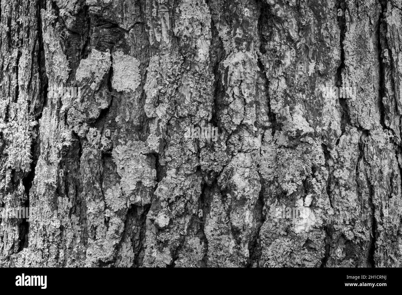 Photo showing the textures of a tree house Stock Photo - Alamy