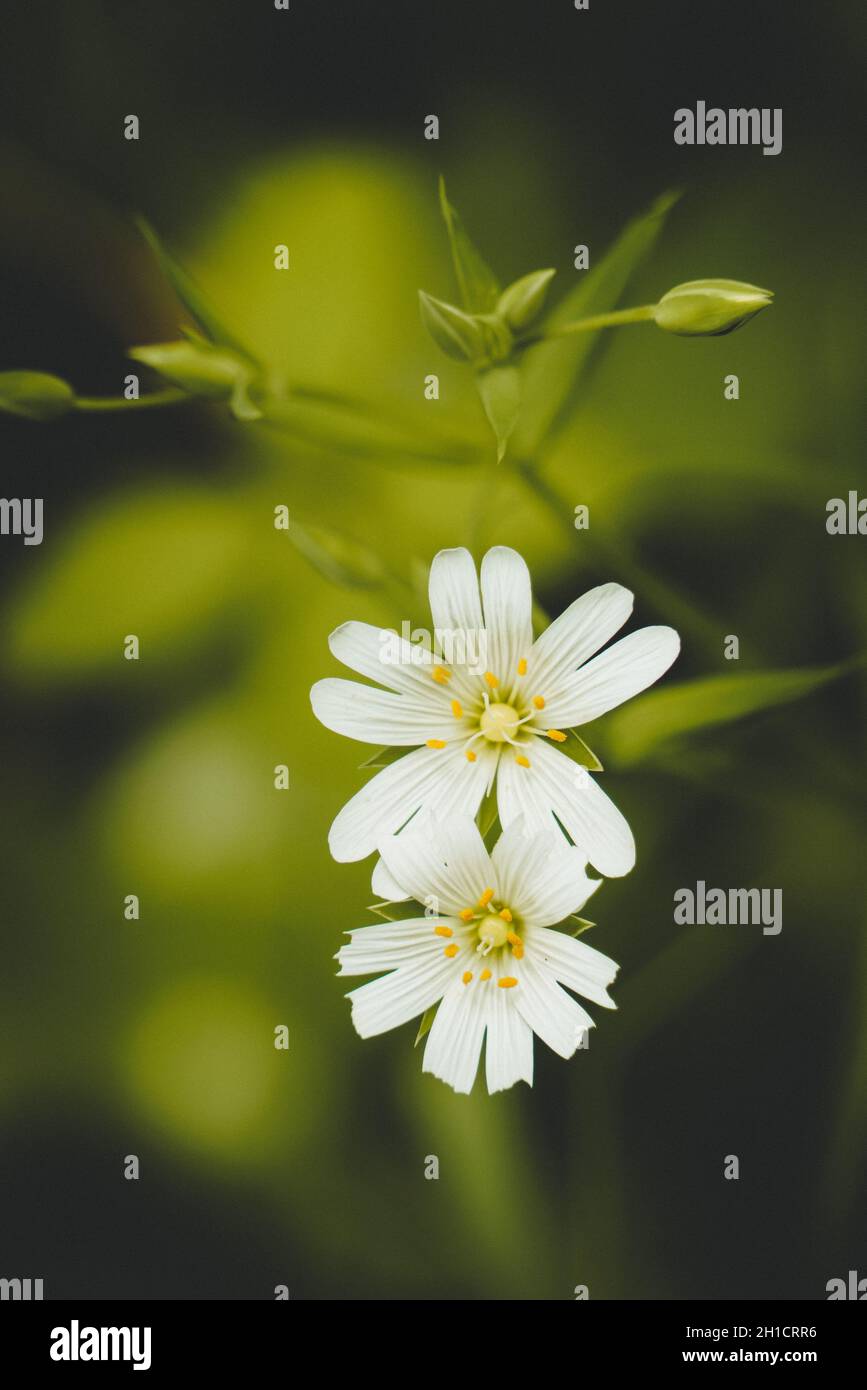 White Chickweeds flowers grown in the garden Stock Photo - Alamy