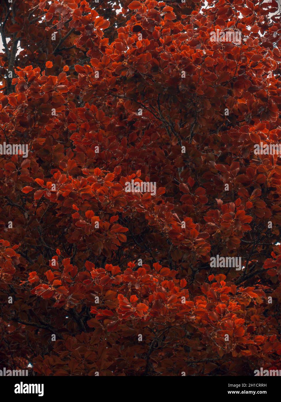 Red maple tree in the park Stock Photo - Alamy