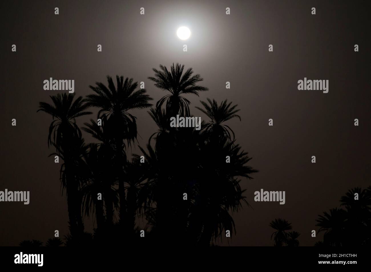 Full moon with palm trees in backlight in the Sahara, Morocco, Africa ...