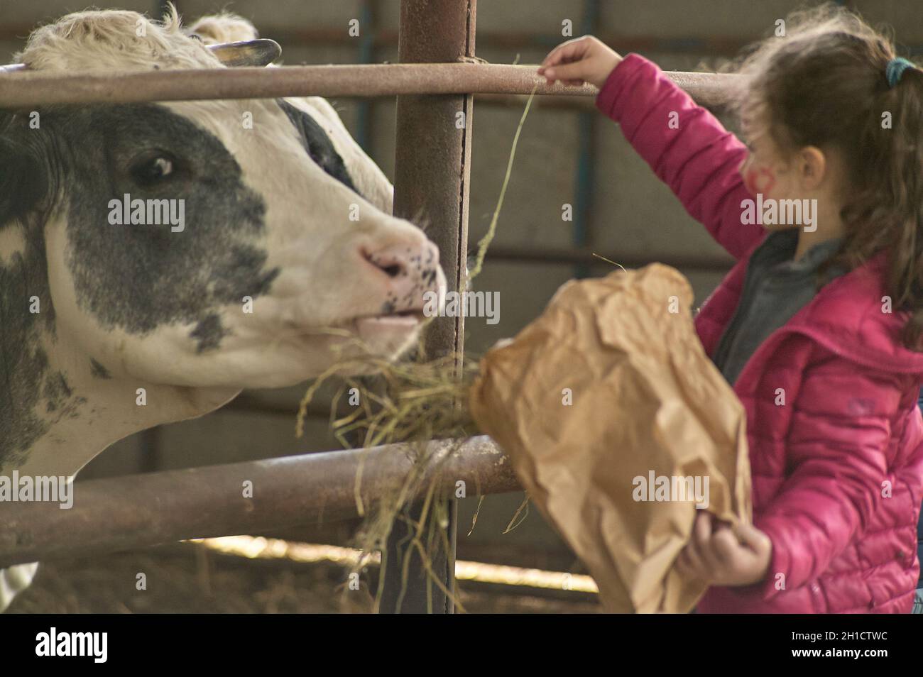 Children feeding dairy cows hay hi-res stock photography and images - Alamy