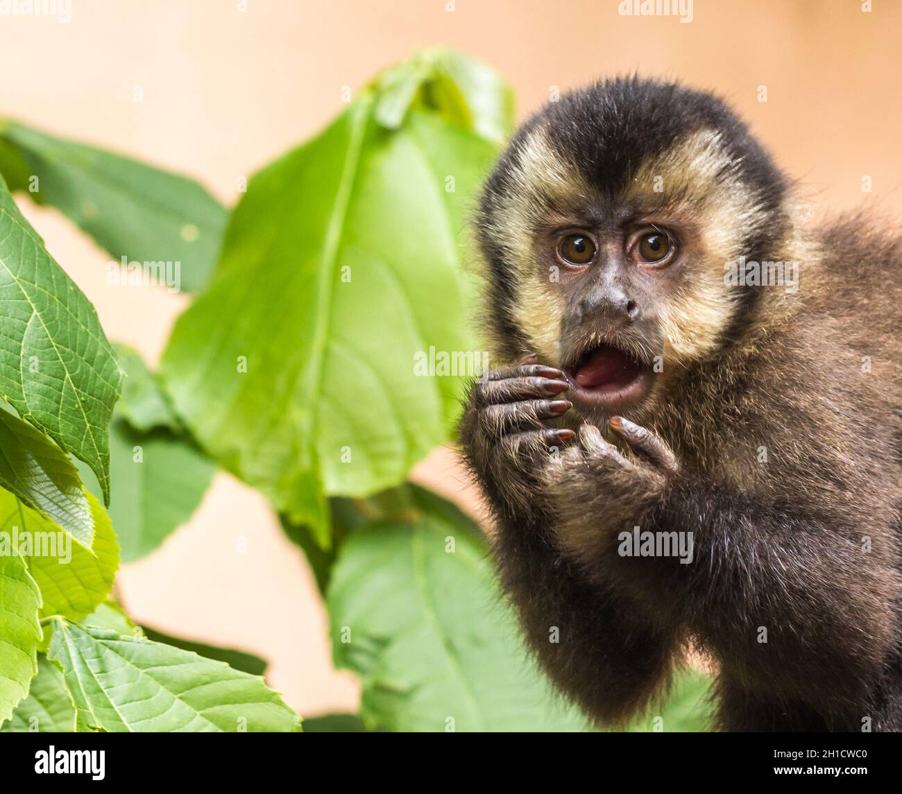 Black face capuchin hi-res stock photography and images - Alamy