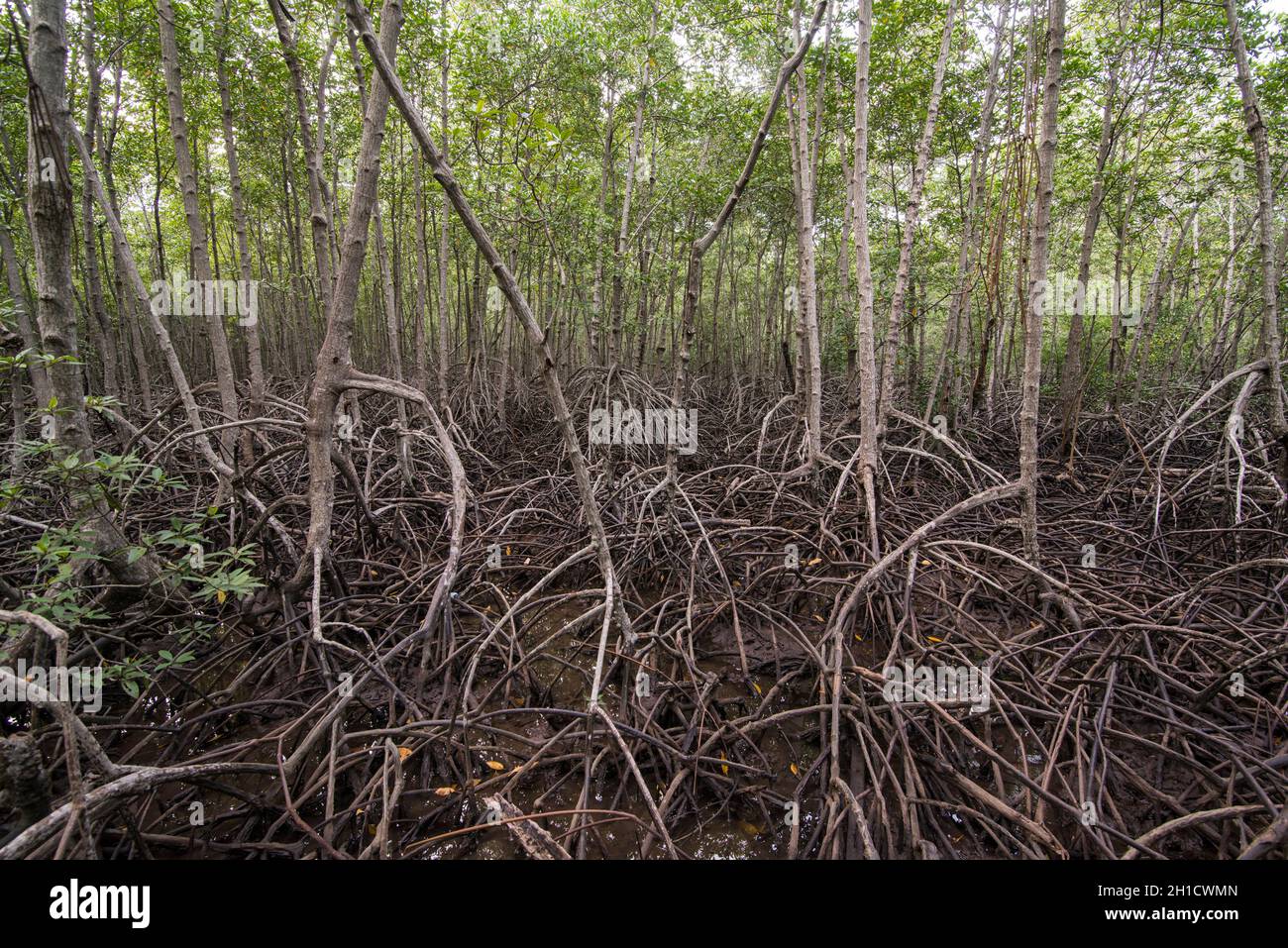 the mangrove Forest Park near the Town of Pranburi on the Golf of ...