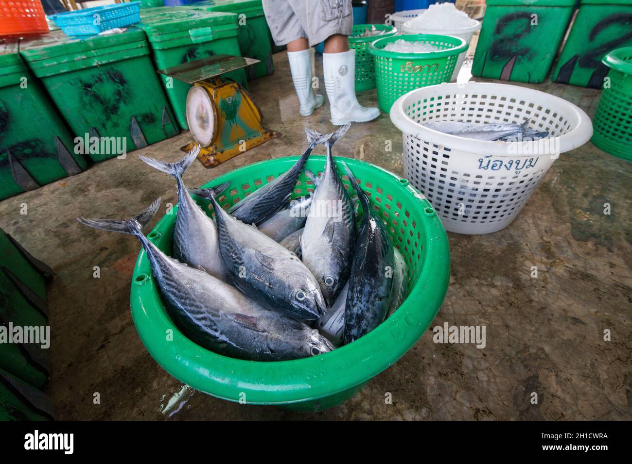 fresh Tuna Fish at the fishing village of Sai Noi near the Town of ...