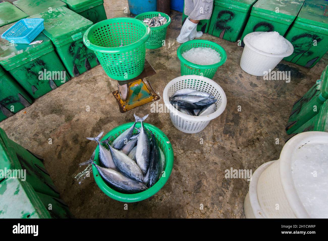 fresh Tuna Fish at the fishing village of Sai Noi near the Town of ...