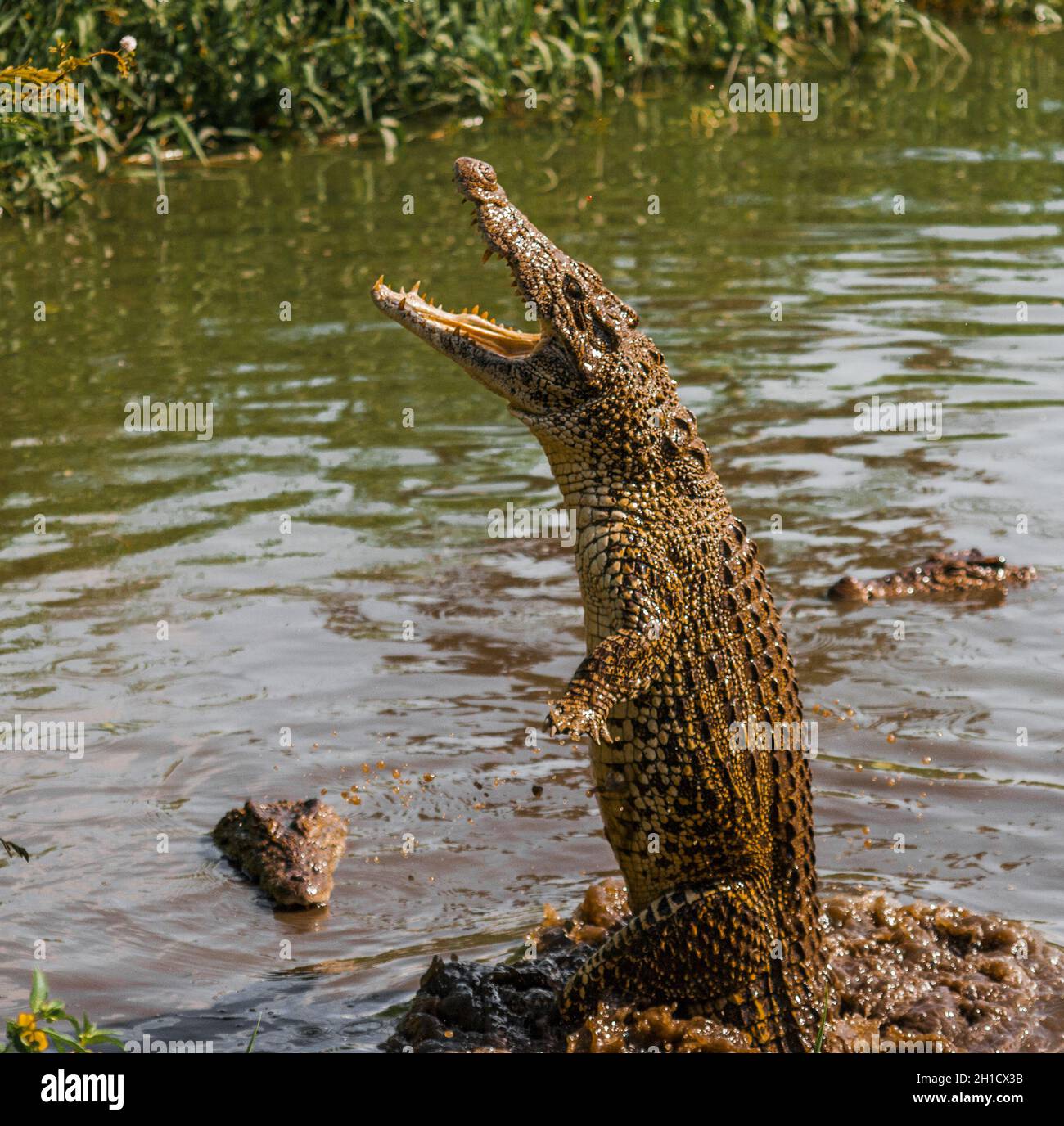 Beautiful shot of a big wild alligator going out from the lake showing ...