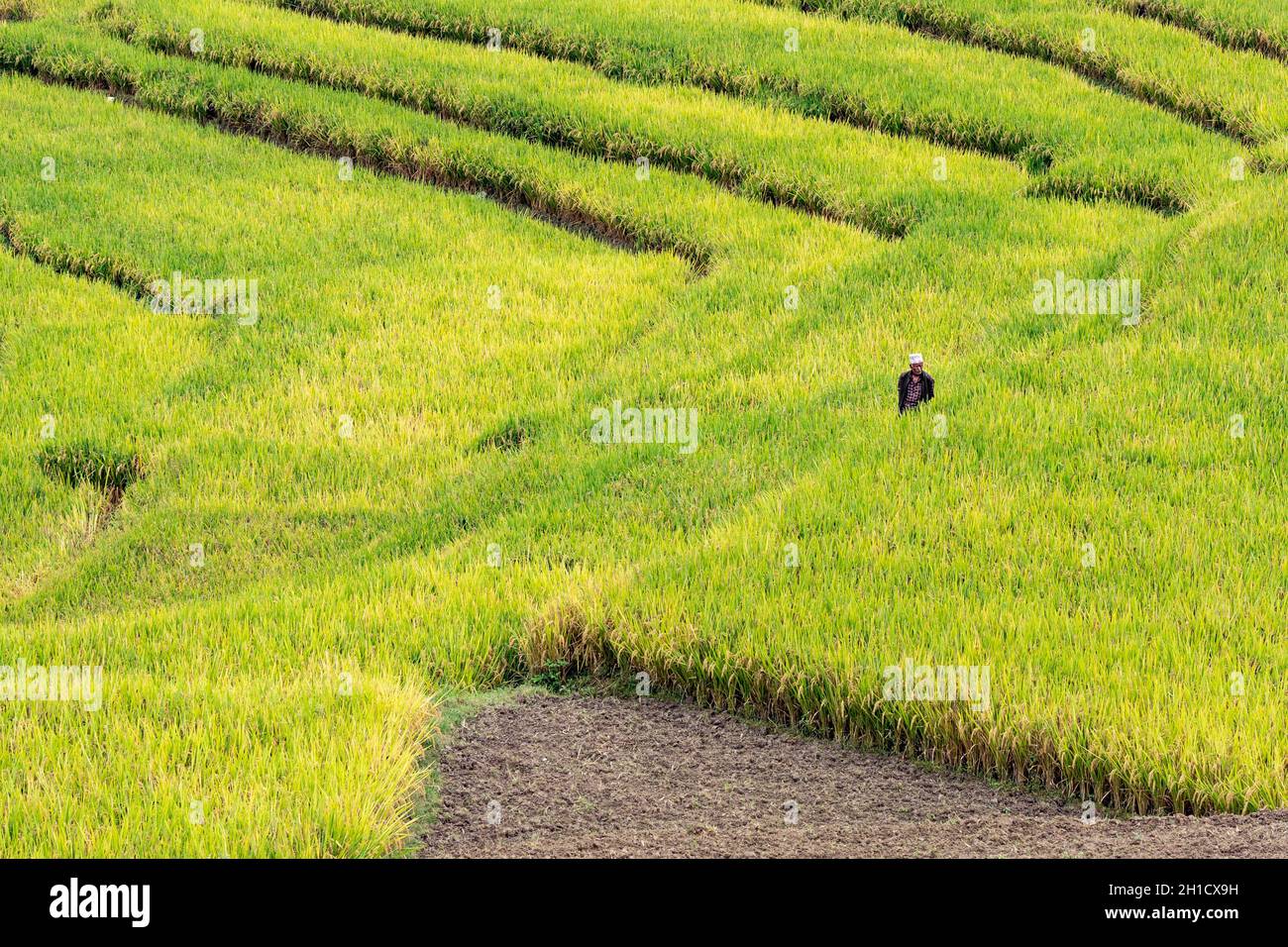 A man in the yellow rice paddy looking at the rice Stock Photo - Alamy