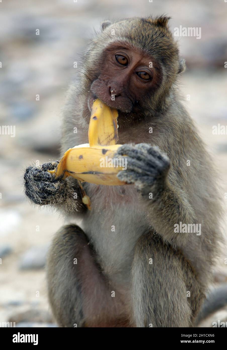 Monkey at the Beach of the Monkey island in front of the Dolphin Bay at ...
