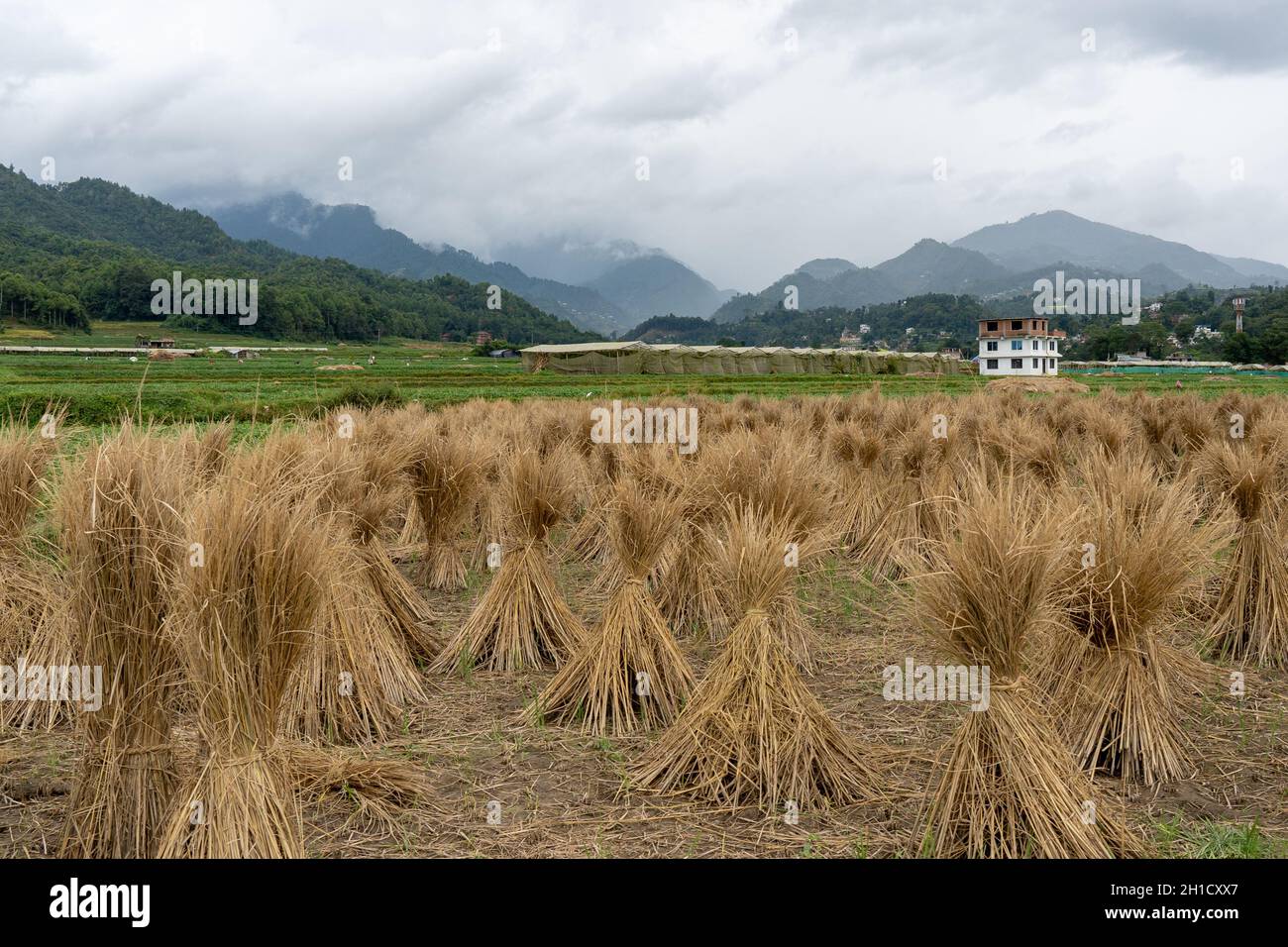 Some rice sheaves drying in a field with mountains in the background ...