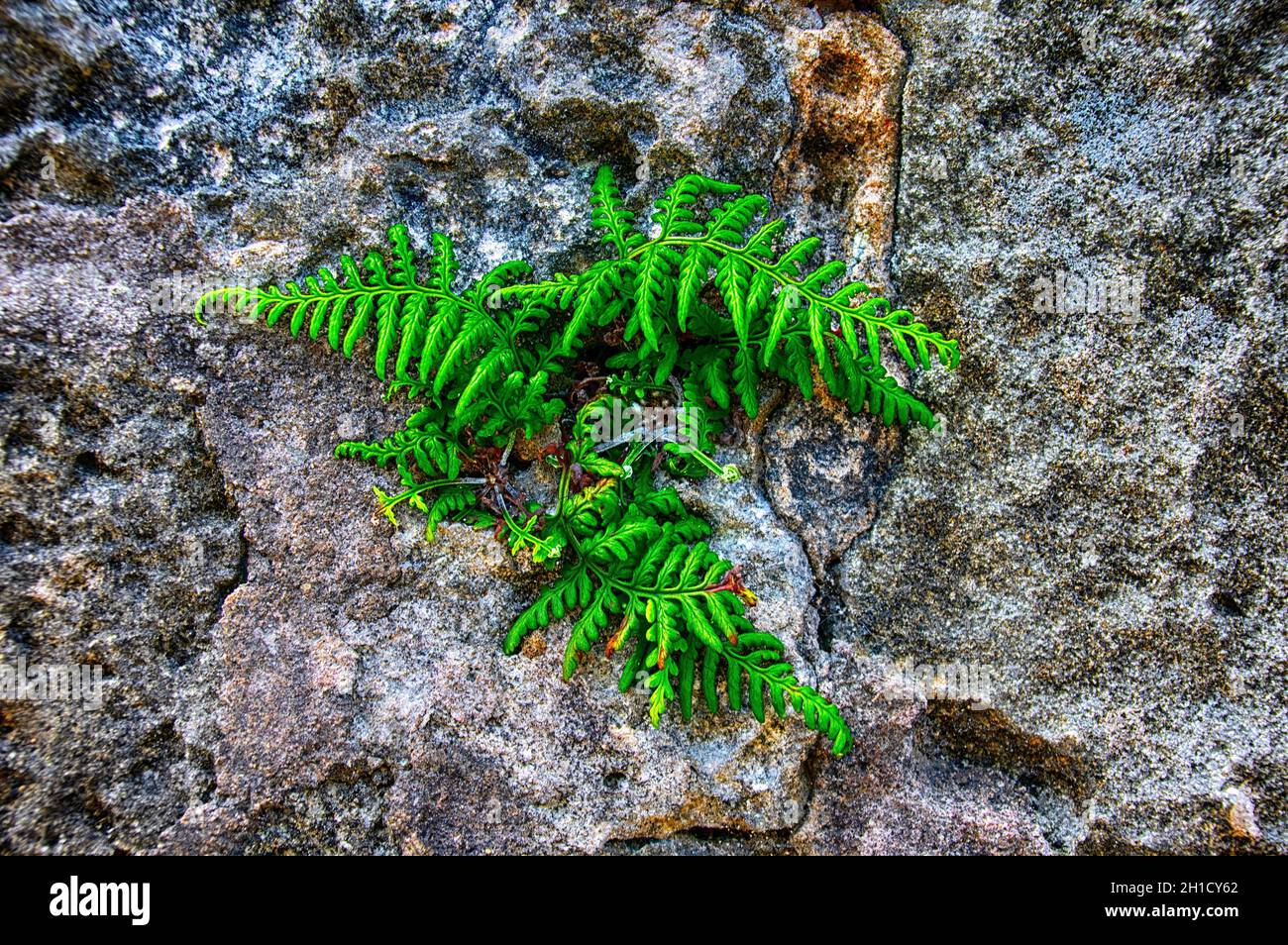 Wall fern gardening hi-res stock photography and images - Alamy