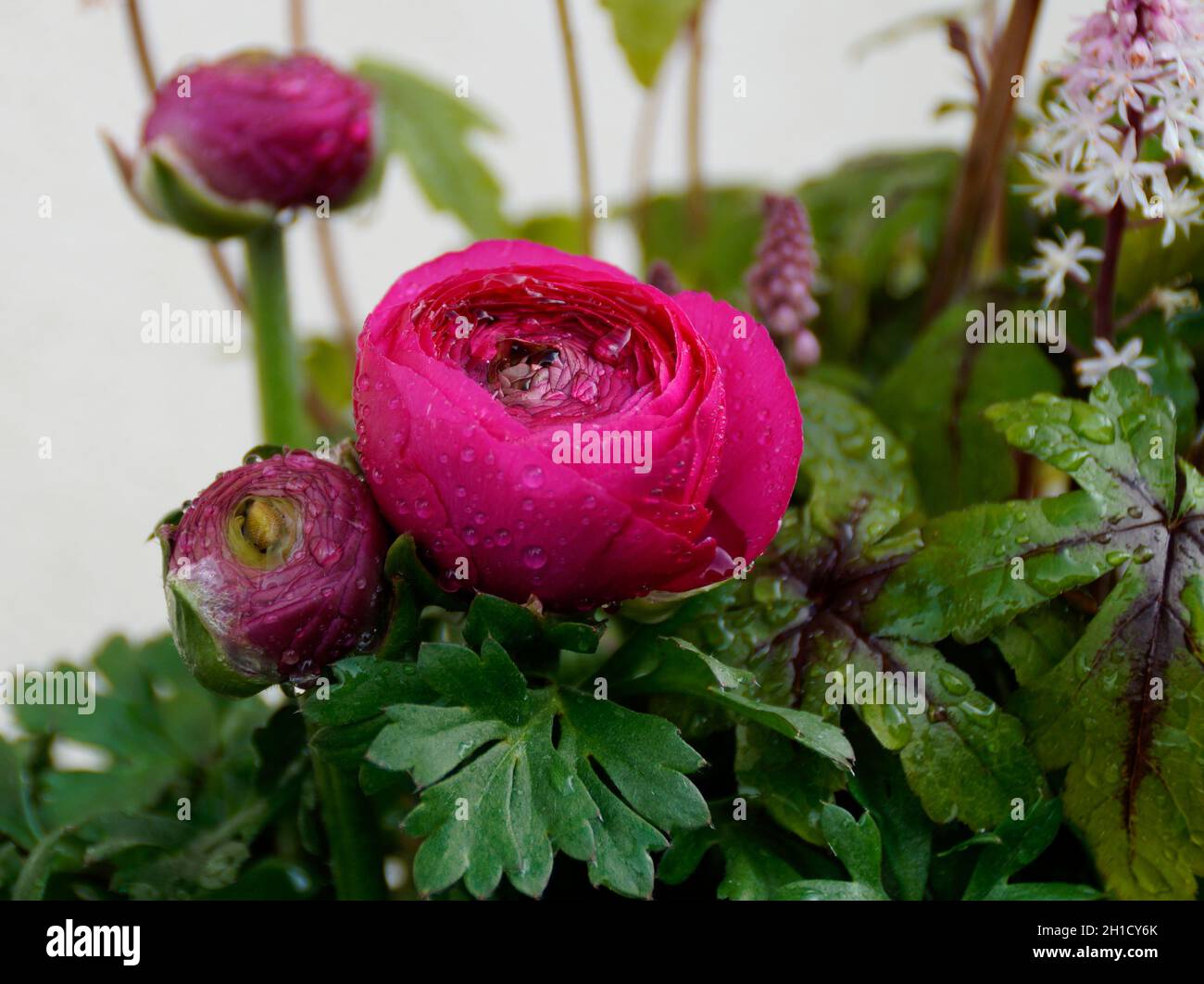 bright dark pink ranunculus flowers covered with rain drops Stock Photo ...