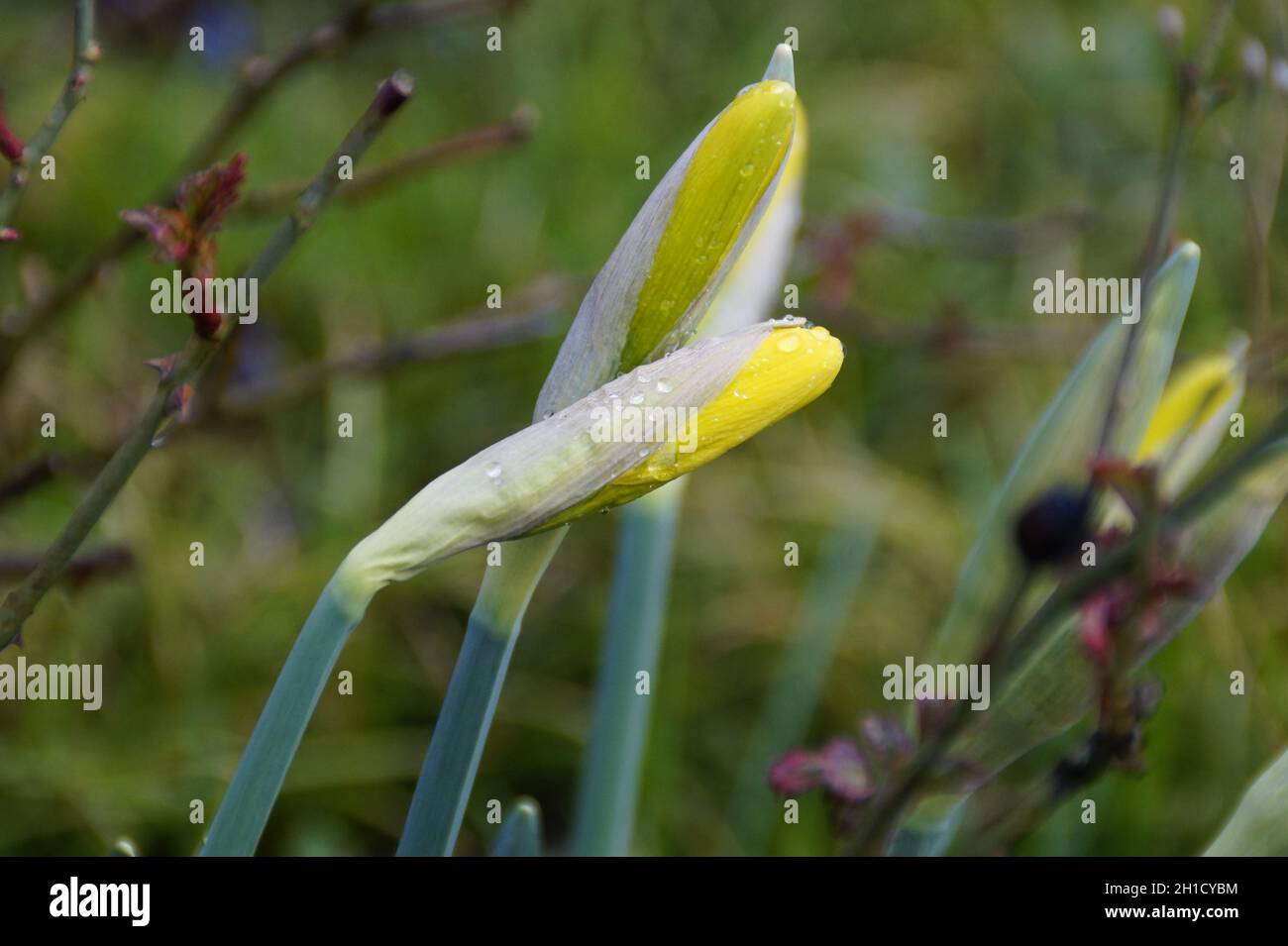 young yellow daffodil buds on a rainy april day Stock Photo - Alamy