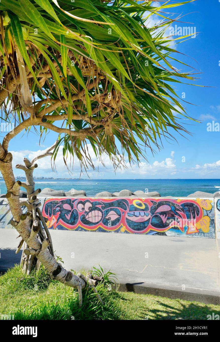 Palm tree and seaside rampart decorated with graffiti on the Sunset ...