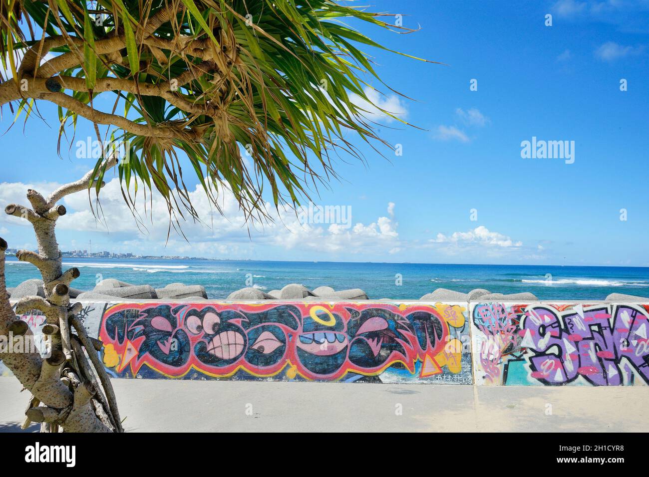 Palm tree and seaside rampart decorated with graffiti on the Sunset ...