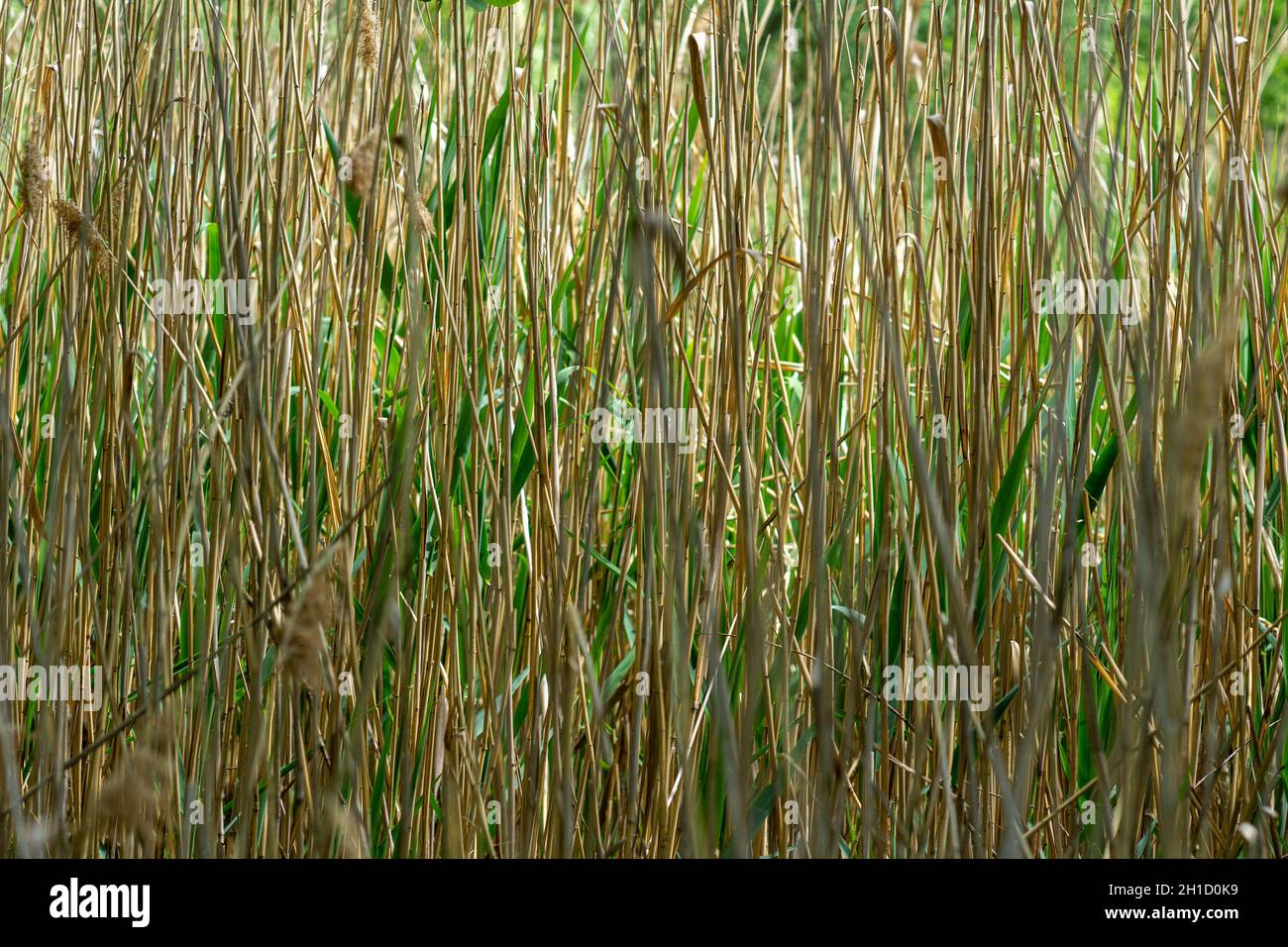 Common reed field on a sunny d Stock Photo - Alamy