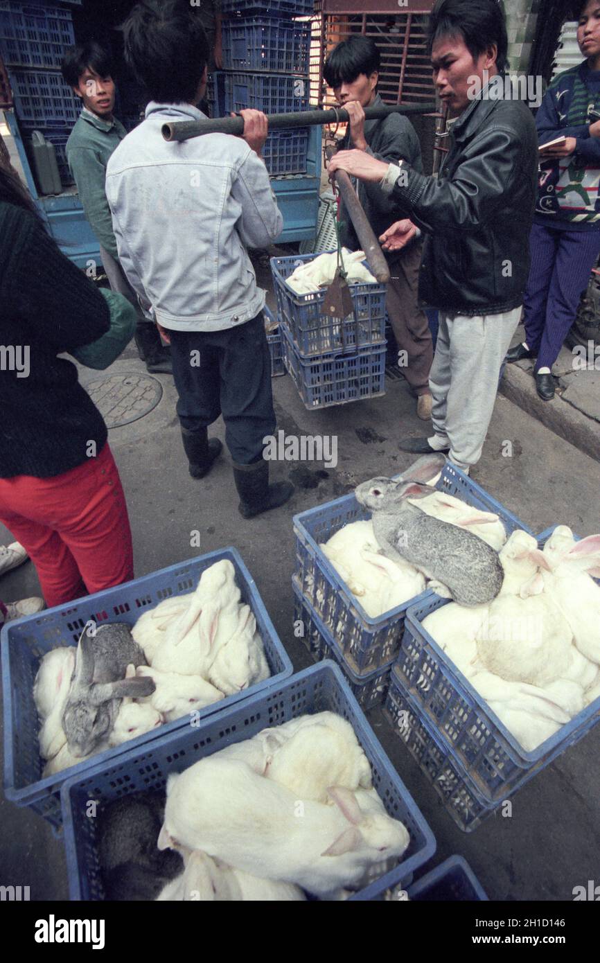 rabbit at the seafood and animal Market in the city of Guangzhou in the ...