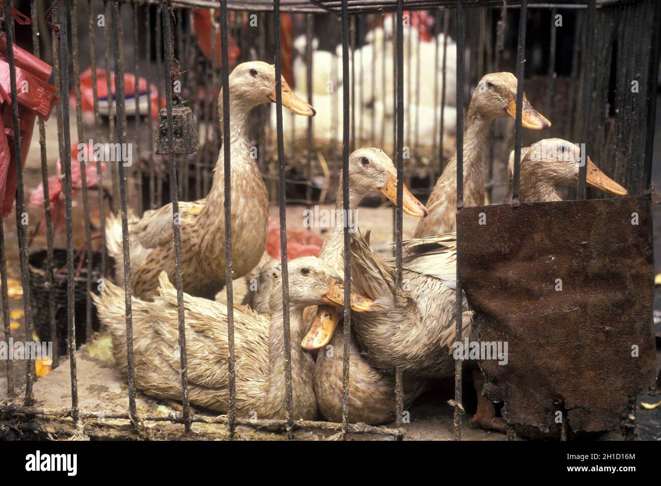 a duck market at the animal and seafood market in the old town in the ...