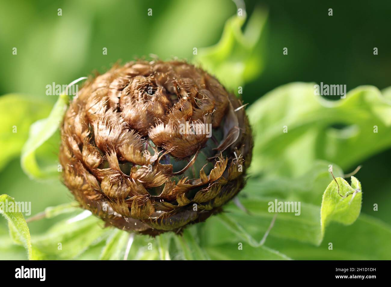 Brown bud scales of giant knapweed, Centaurea macrocephala, in close up ...
