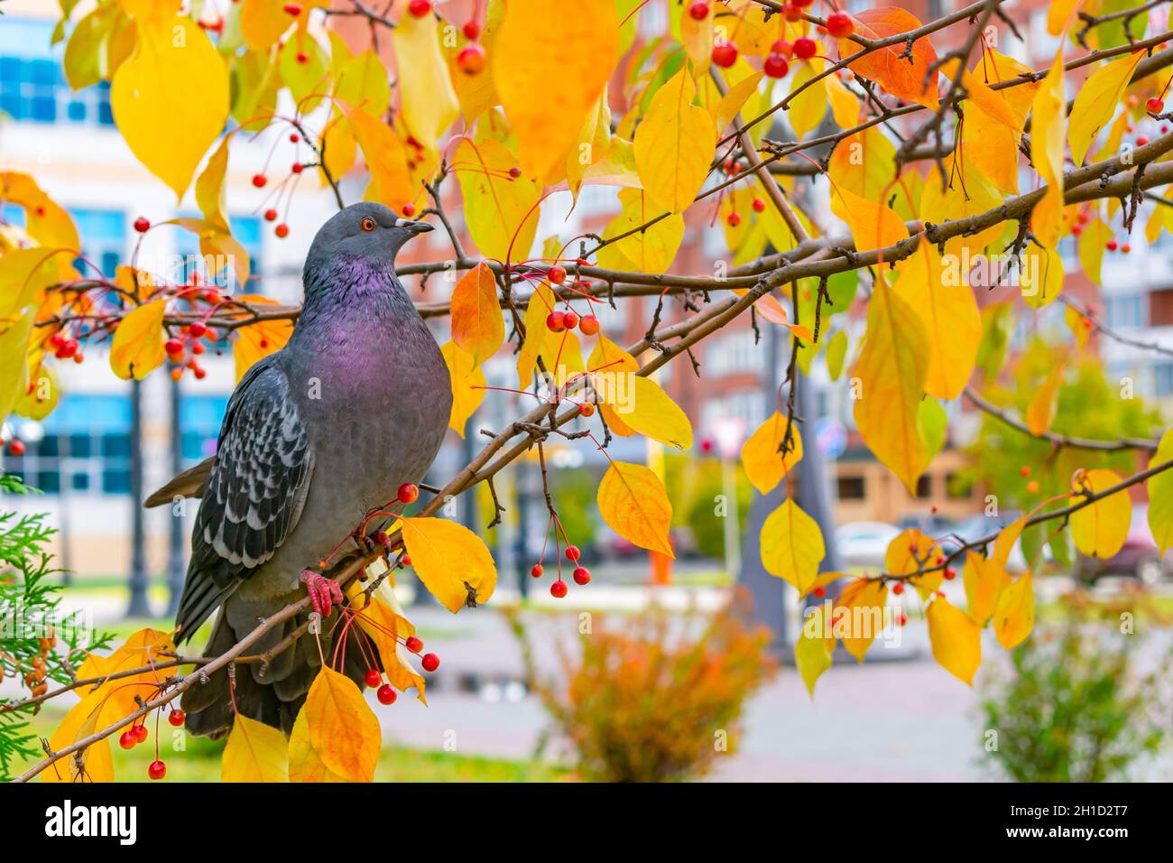 A young gray dove sits on rowan branches in search of berries among ...