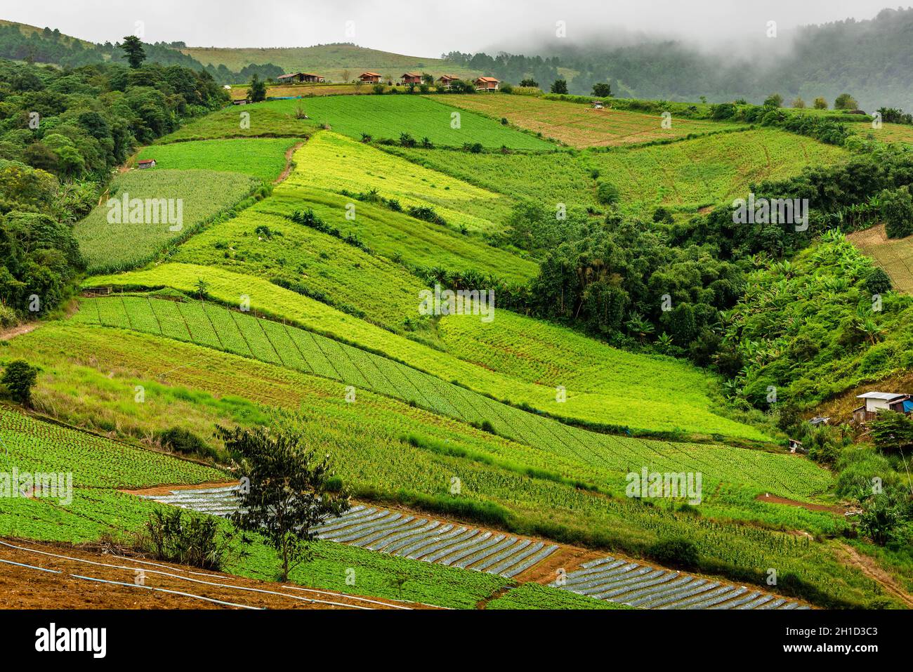 cabbage plot on highland in thailand Stock Photo - Alamy
