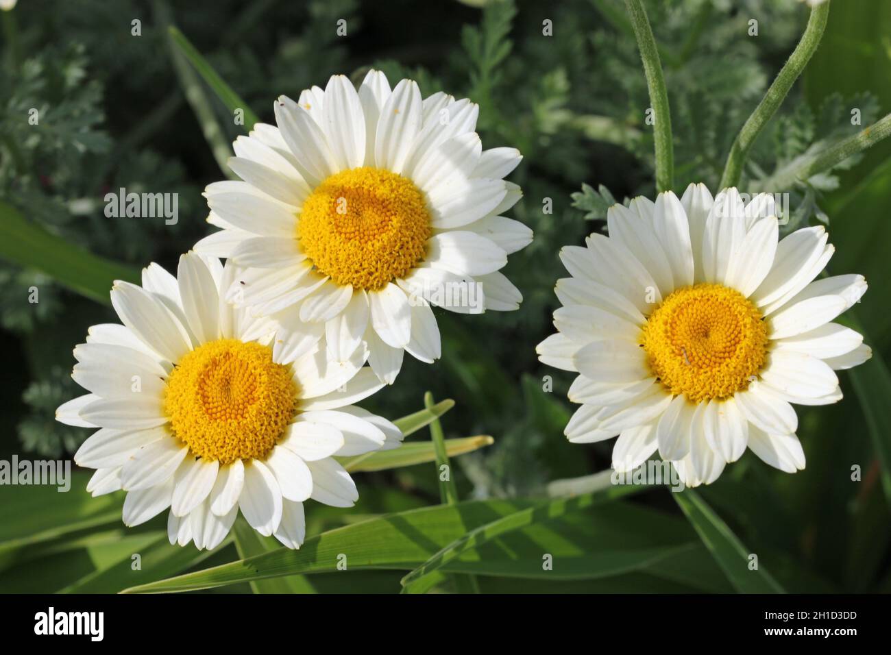 Three white daisy flowers with yellow centre of unknown species in ...