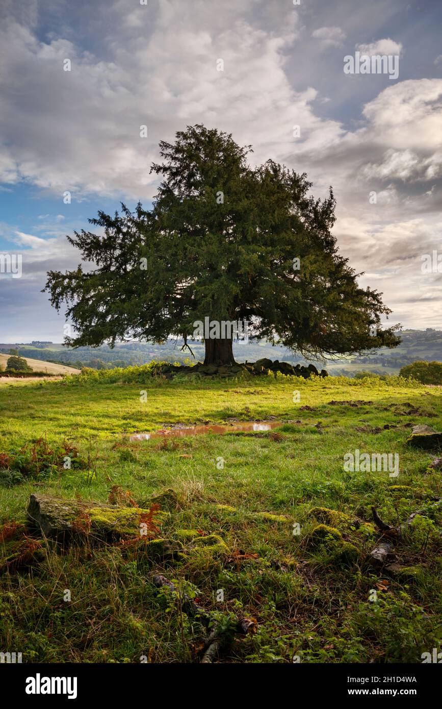 Yew tree on a hill in Wales Stock Photo - Alamy
