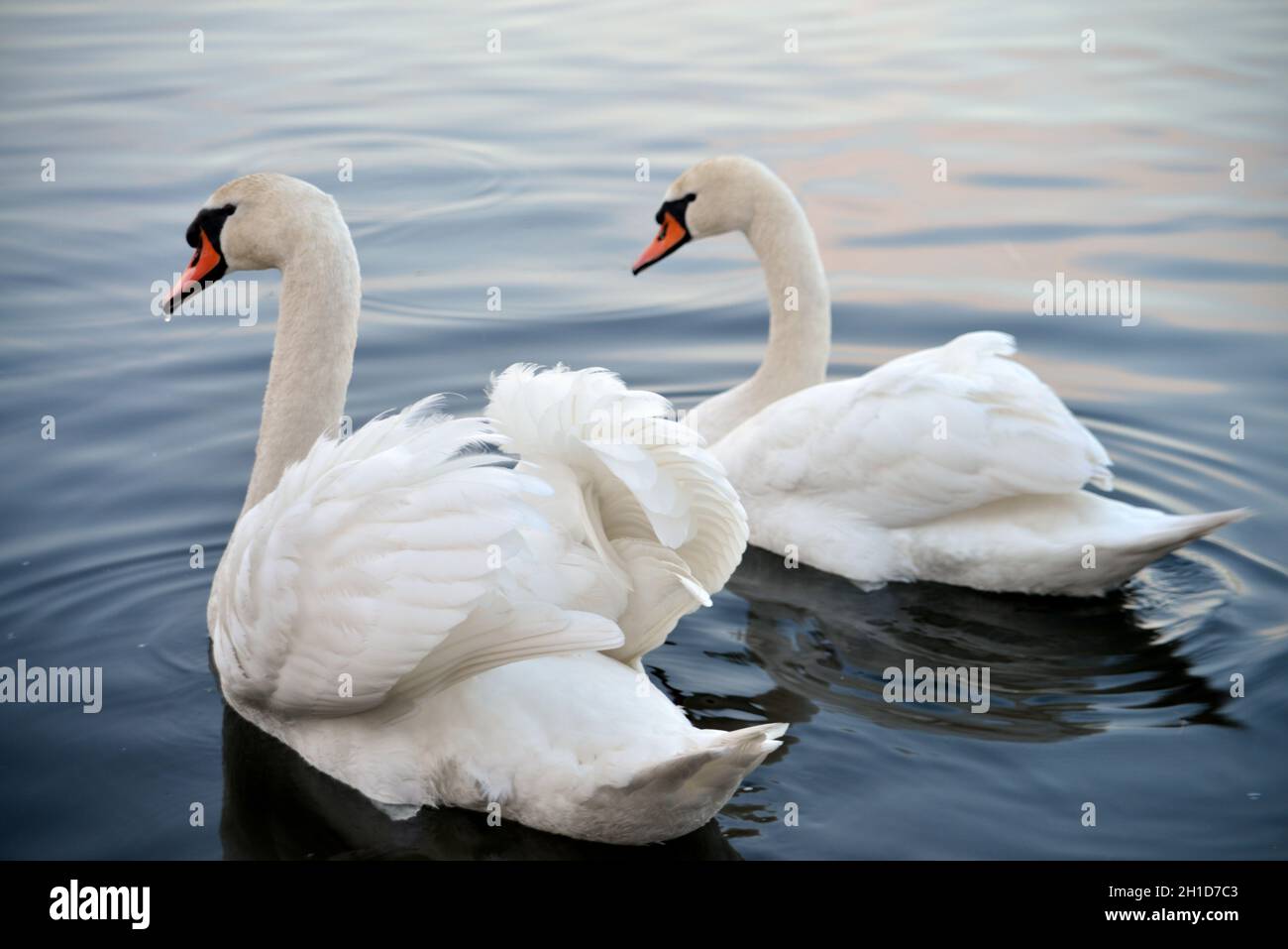 Two swans swimming together on canal water Stock Photo - Alamy