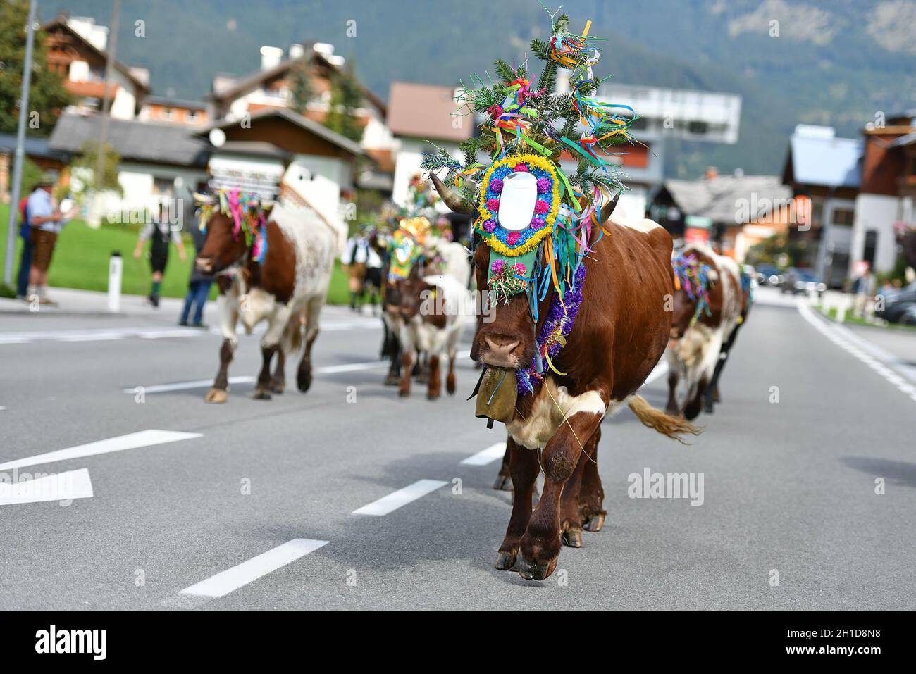Almabtrieb in Gosau (Bezirk Gmunden, Salzkammergut, Oberösterreich ...